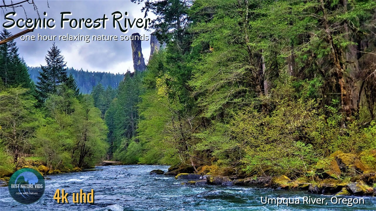 Relaxing Nature Sounds - 4K UHD Scenic Forest River - Umpqua River ...
