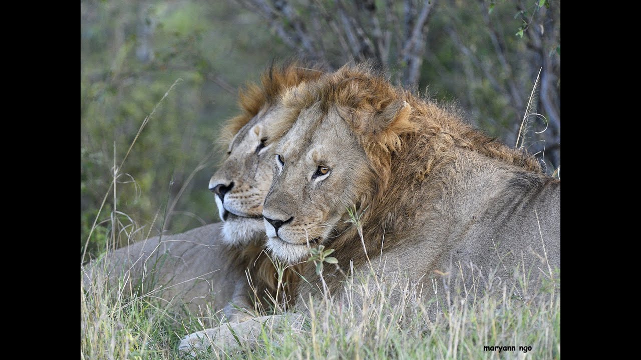 Longface and Mohok (RIP), Maasai Mara male lion brothers - YouTube