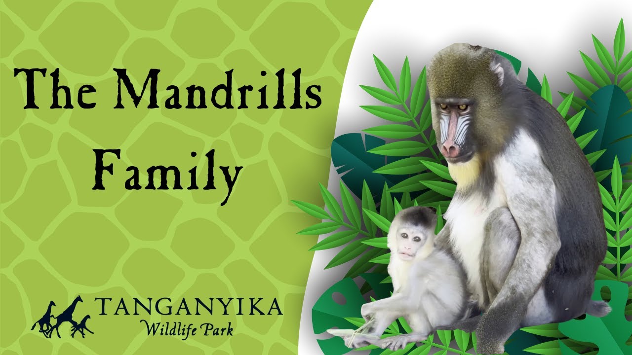 A New Baby Mandrill Was Born in Tanganyika Wildlife Park #mandrill # ...