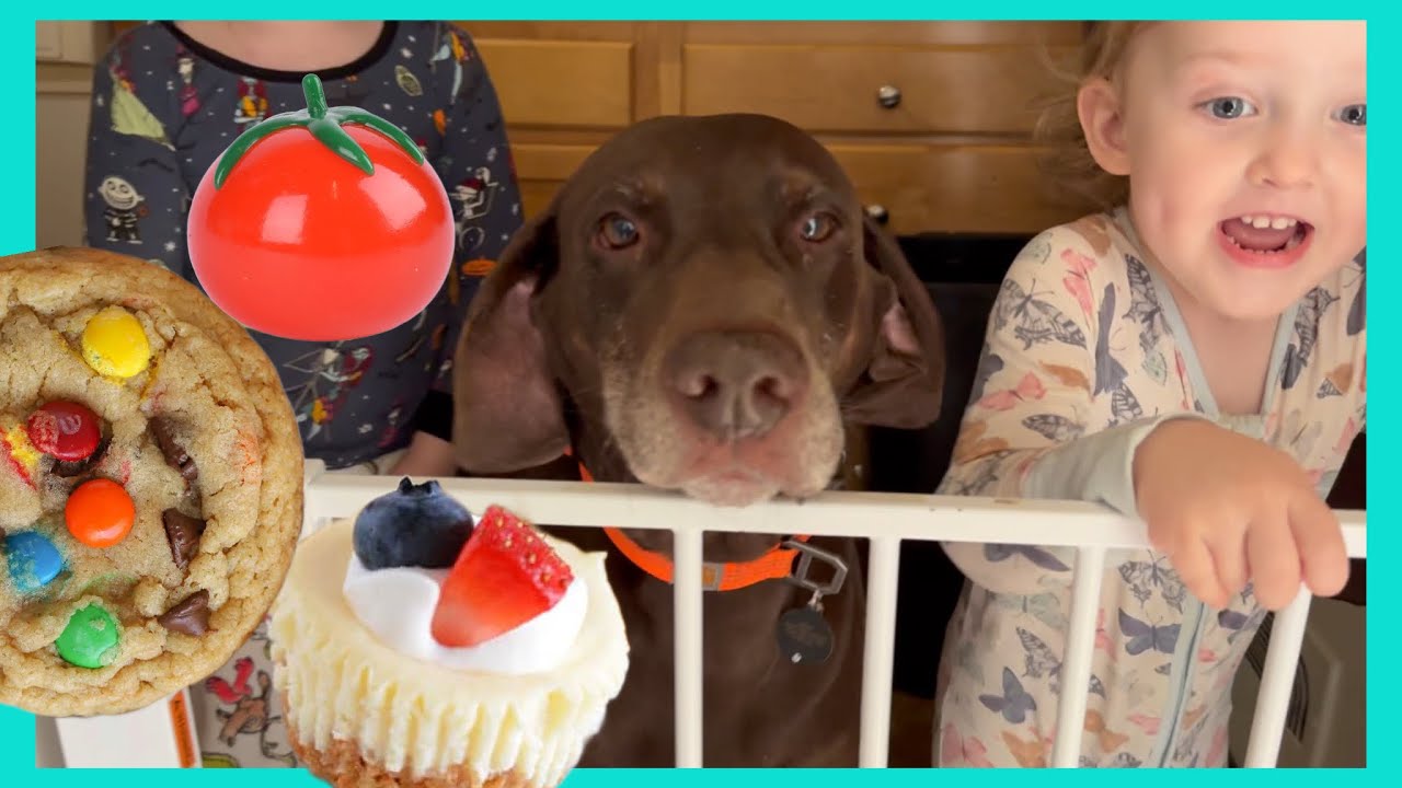 Toys & Treats THURSDAY!!! With Milo, Indy, Isla, Remy, and Maybe Hodor ...