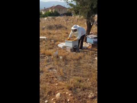 Arıdan kaçış komik 😂