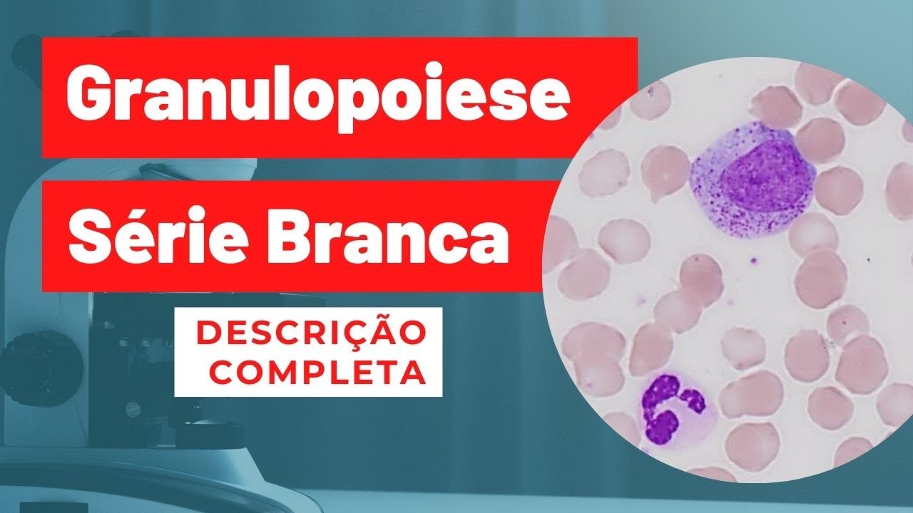 Granulopoiese Maturação e Diferenciação - Descrição Completa - YouTube