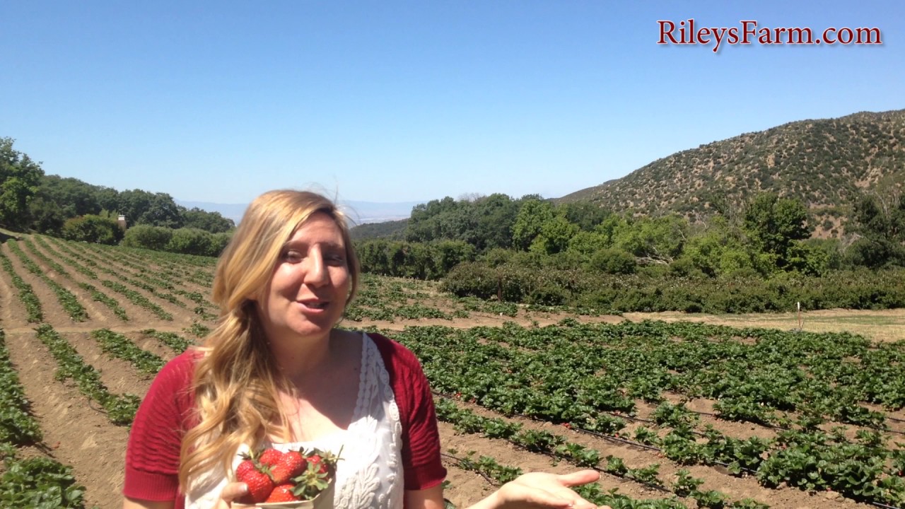 U Pick Strawberries at Riley's Farm - YouTube