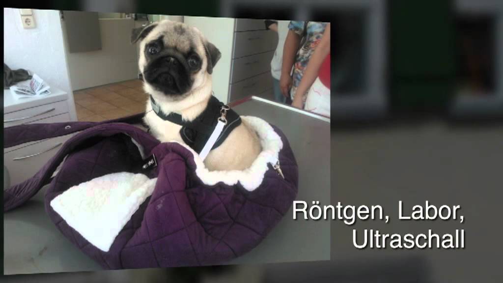 Klein- Und Haustiere Dinkelsbühl Tierarztpraxis Dr. Grum - YouTube