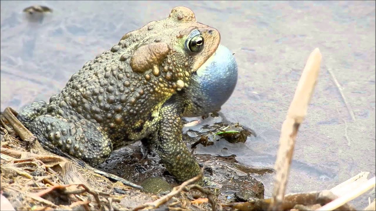 American Toad Trilling - YouTube