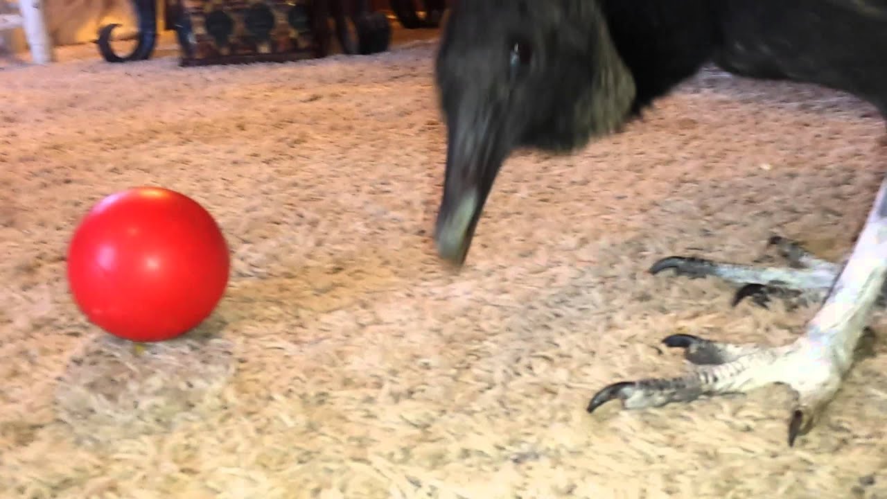 Unusual Pet--Tame Vulture (buzzard)-Scab - YouTube