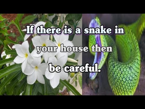nag champa flower|| nag champa plant|| nag champa plant care || nag ...