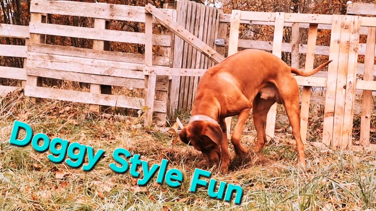 Dogge Style Fun - YouTube