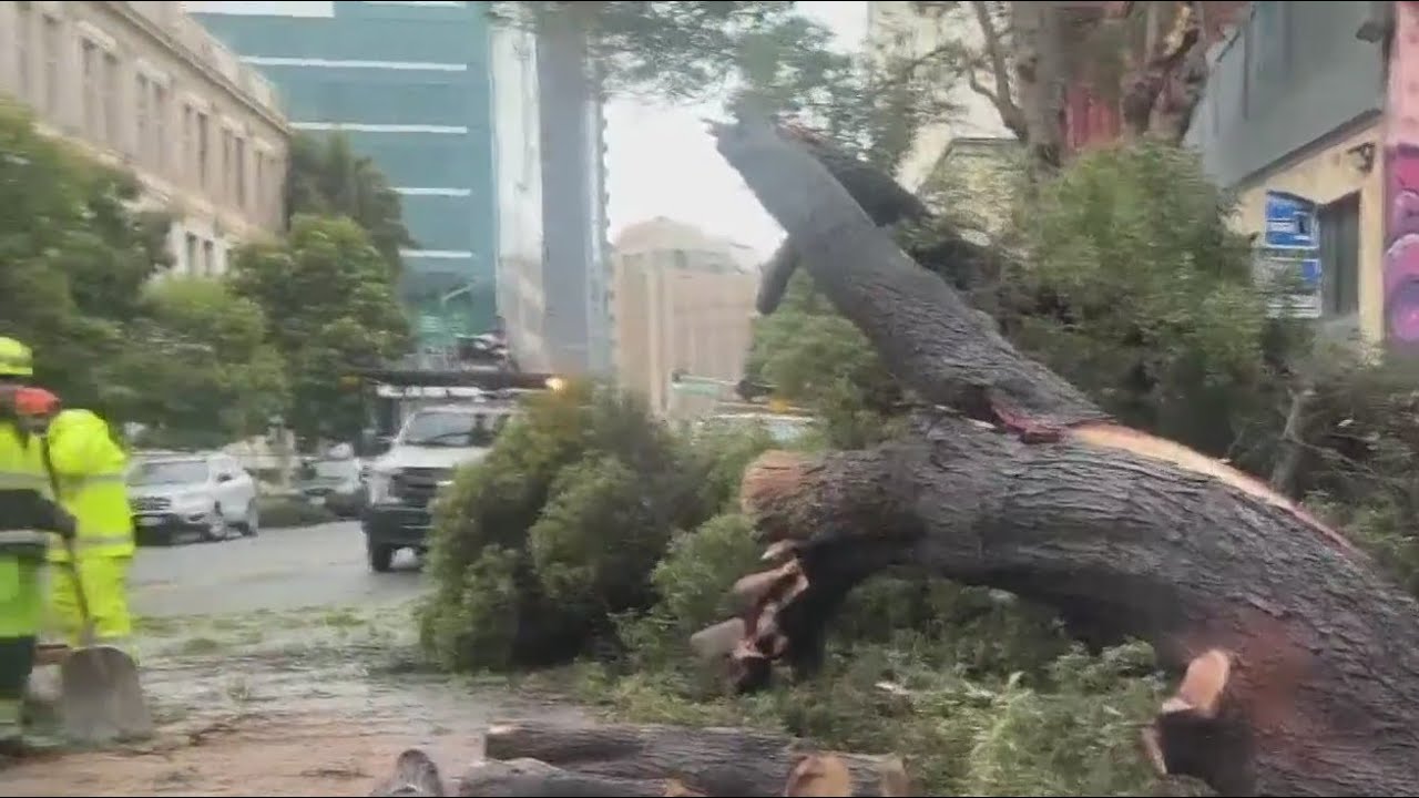 Gusty winds topple trees in San Francisco, Novato - YouTube