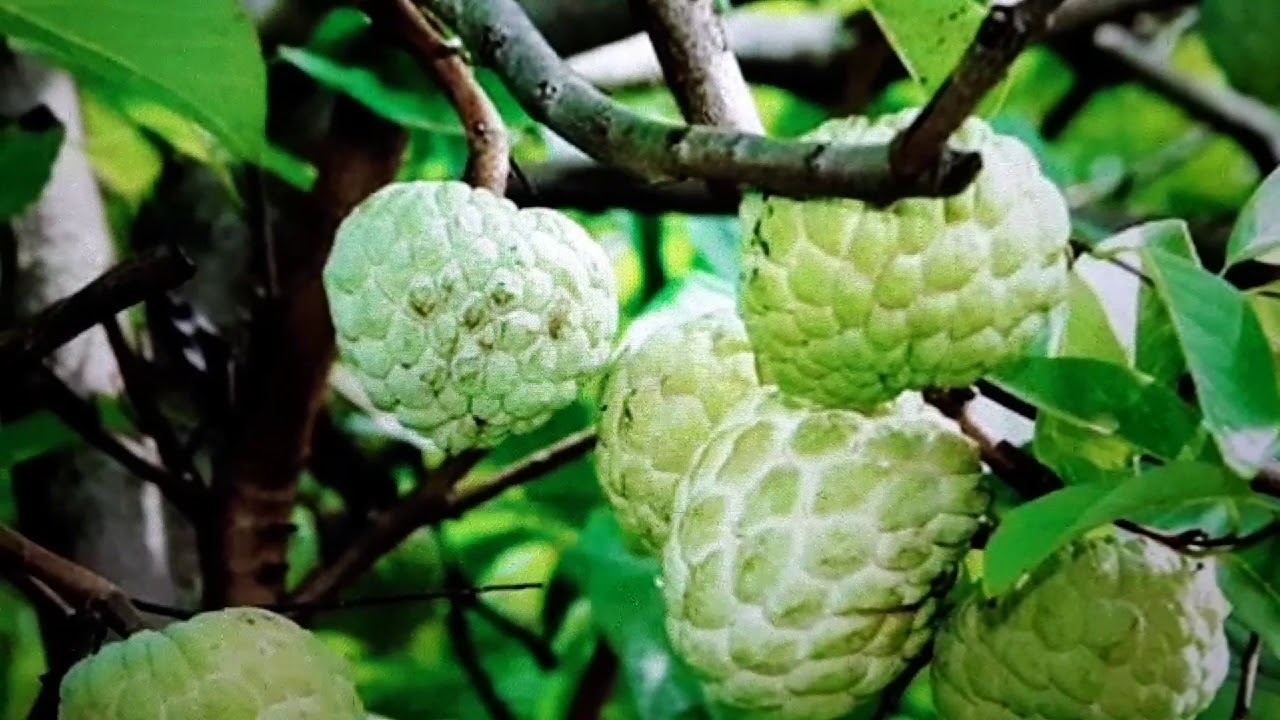 ATIS_Amazing Health Benefits Of Eating Sugar Apples. - YouTube