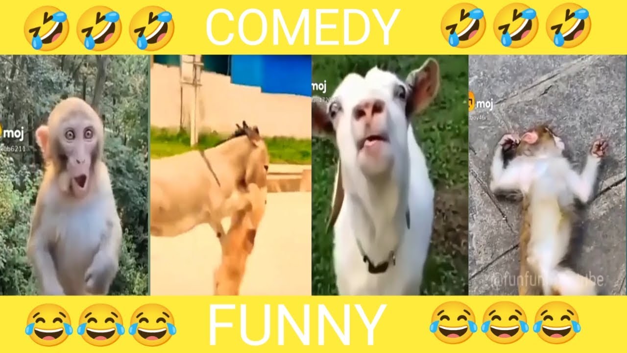 Funny animals comedy video || part - 2 || 😂🤣😂🤣😂|| dog 🐕 cat 🙀🙀🙀 - YouTube