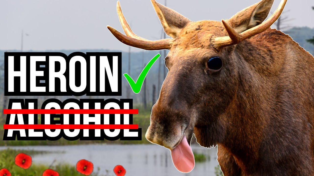 3 Animals That Enjoy Being Drunk And High - YouTube