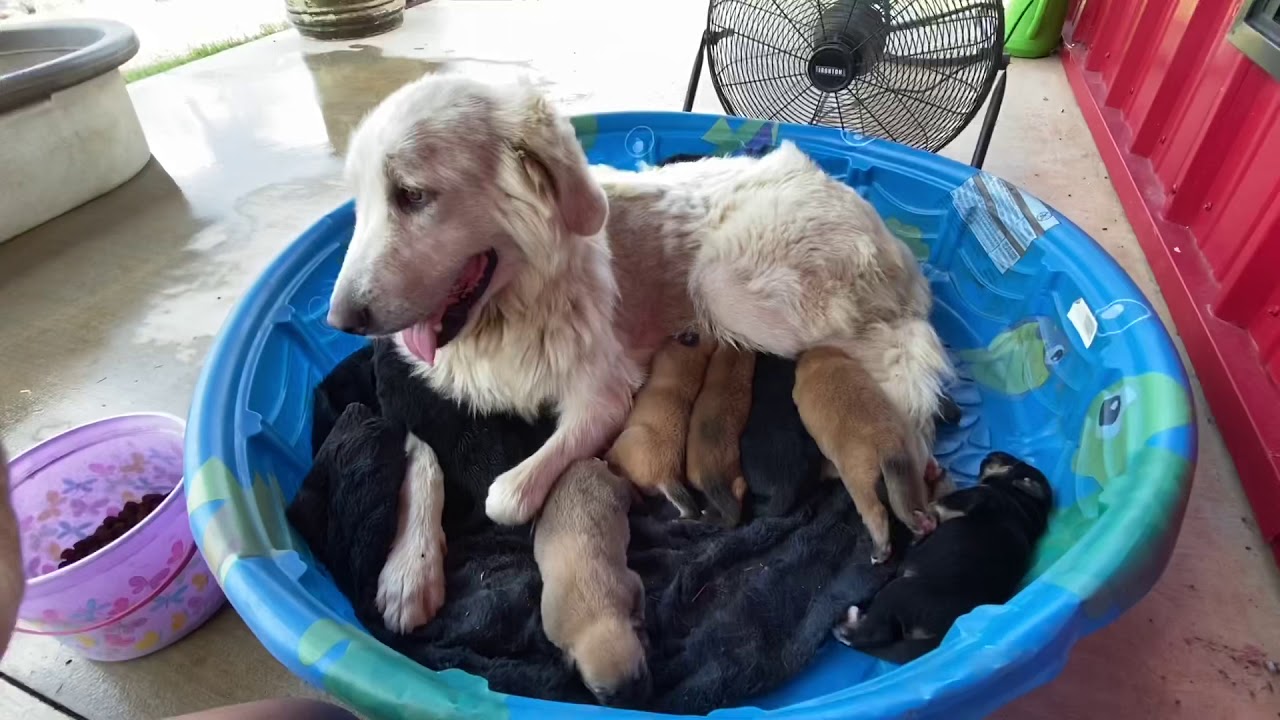 Great Pyrenees has Germaneese Puppies!! LGD puppies| Whelping Puppies ...