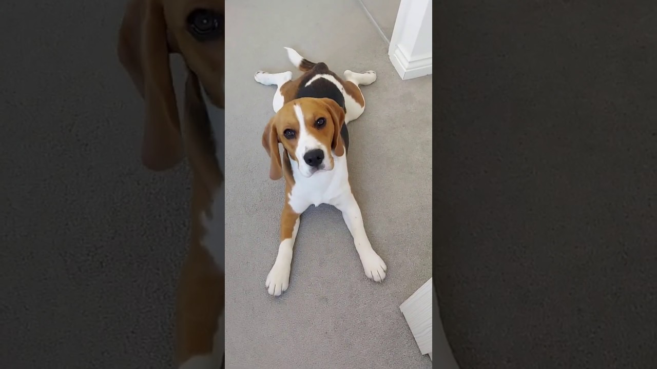 The cutest beagle puppy head tilt ... | Rocket the beagle - YouTube