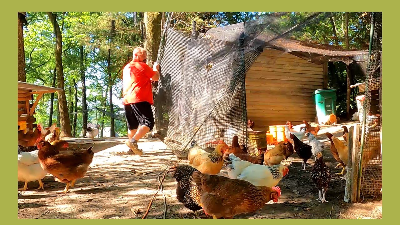 Chicken Merge / Hens and Chicks Unite Today - YouTube