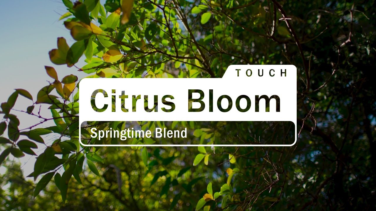 doTERRA Citrus Bloom Touch (Translated Subtitles) - YouTube
