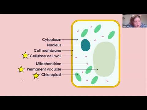 Year 7 cells part 2 - YouTube