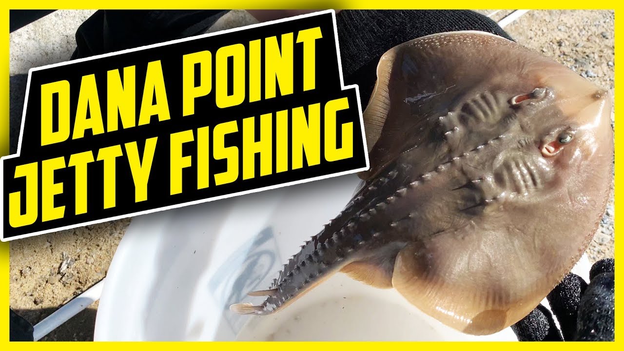 Dana Point Jetty Fishing | SURPRISING CATCH!! - YouTube