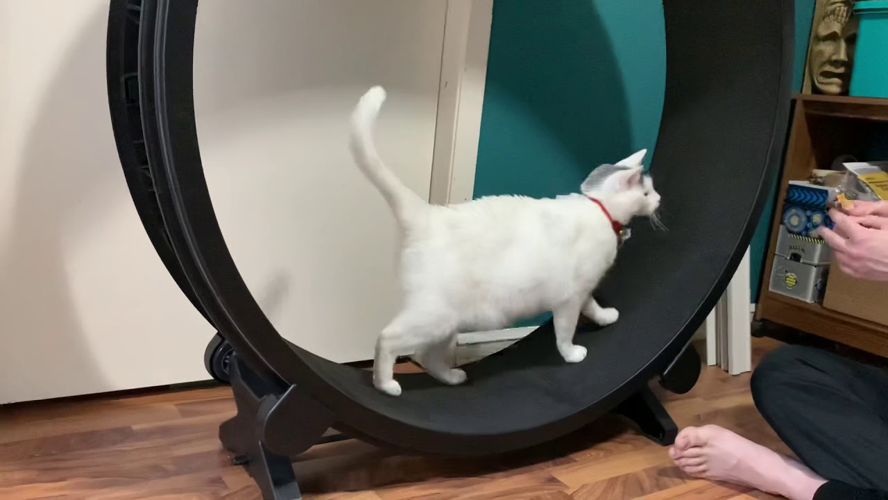 Chonk on the Run 05/18/20 - YouTube