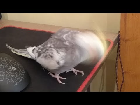 🐤 Cockatiel unable to resist the beat. - YouTube