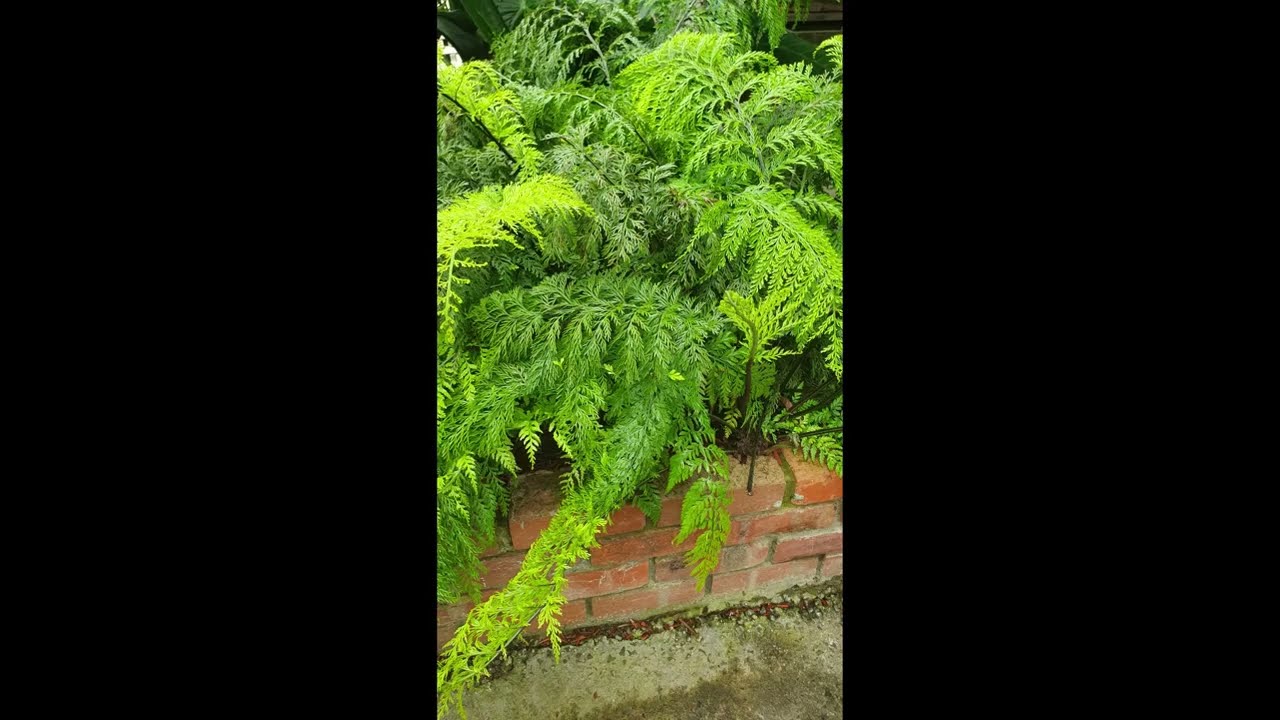 HEN AND CHICKEN FERN - YouTube