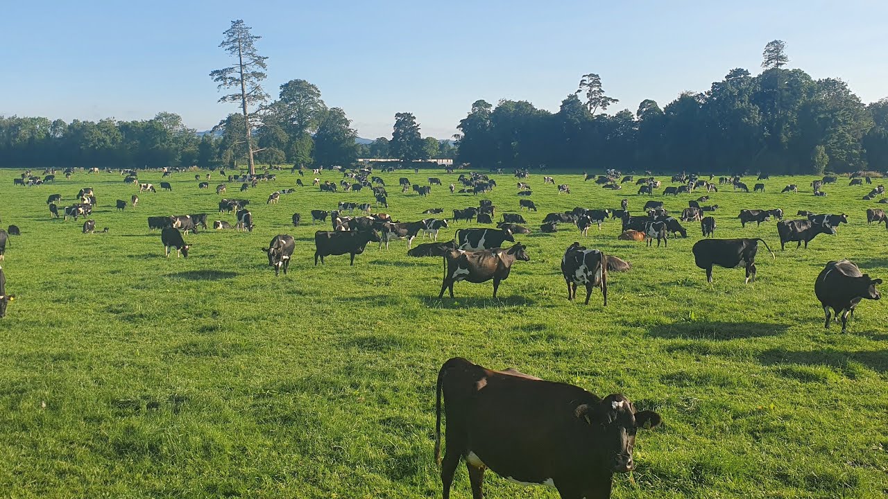 Grass Measuring & Paddock Layout - YouTube