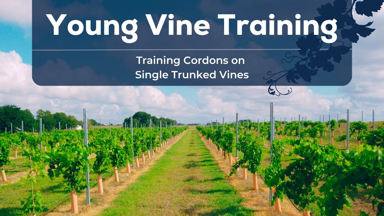Training Cordons on Single Trunked Vines - YouTube