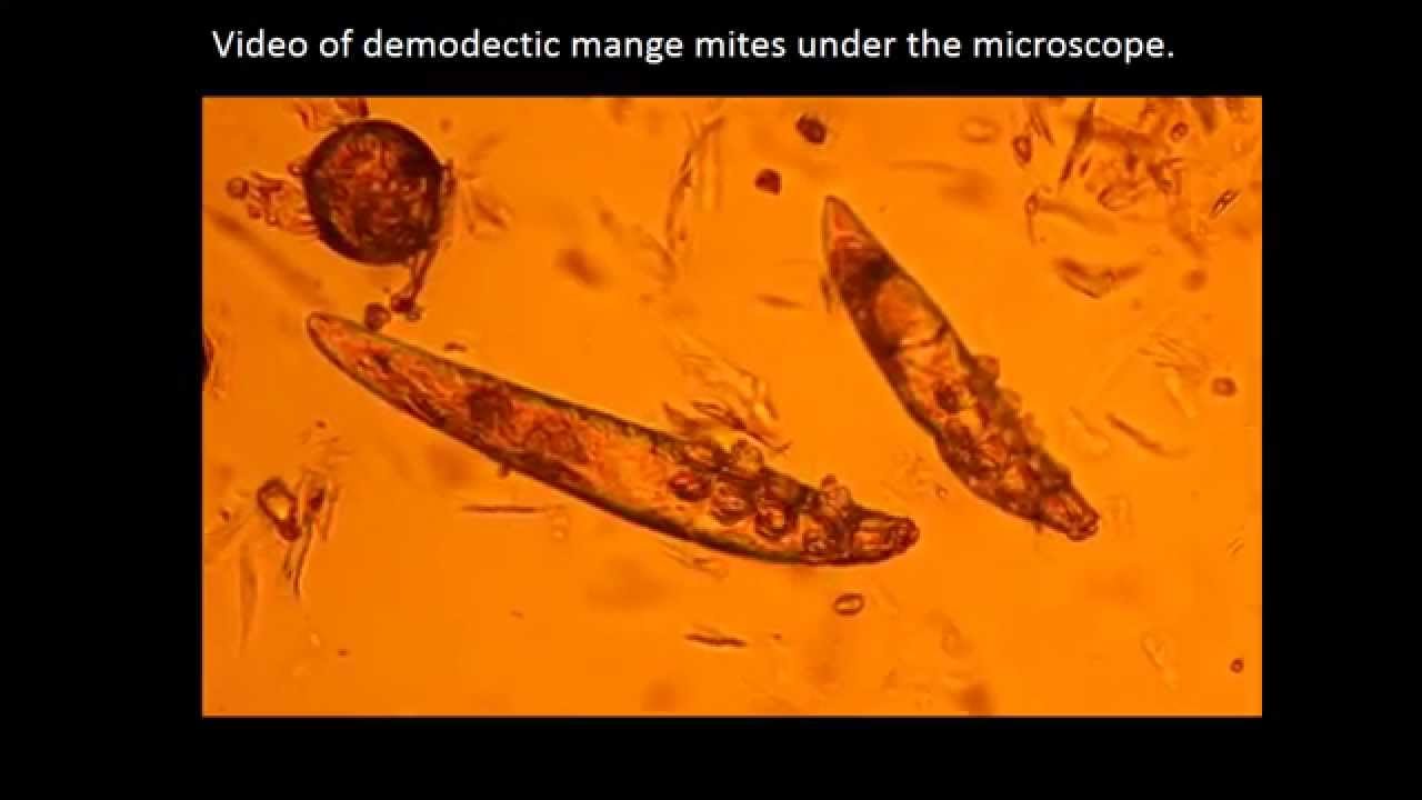 Demodectic mange mite's video - YouTube