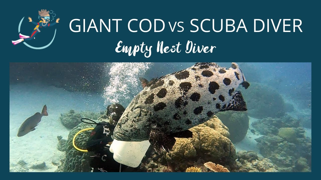 The Cod Hole - Huge potato cod knocks diver - YouTube