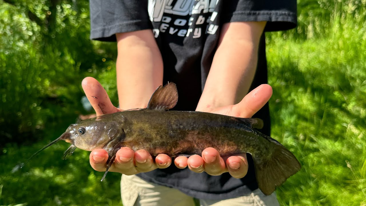 Bullhead catfish, bass and sunfish fishing ALL day action - YouTube