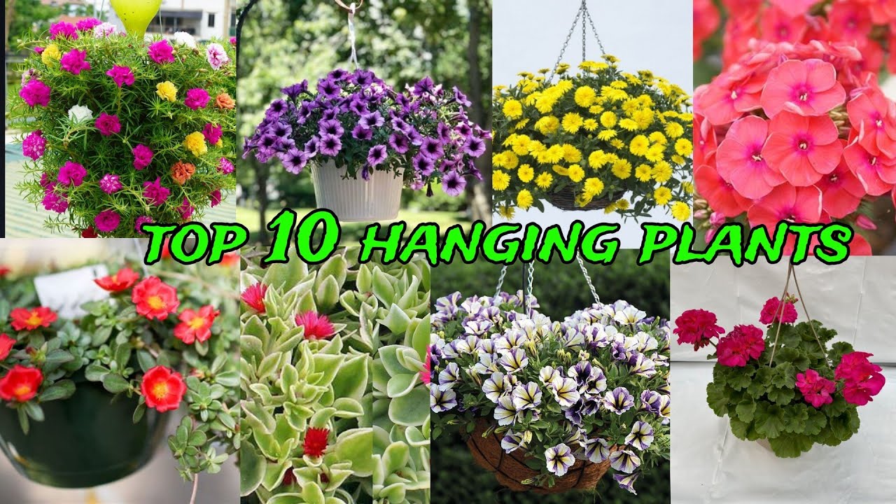 top 10 hanging flower plants in India | best hanging basket flower ...