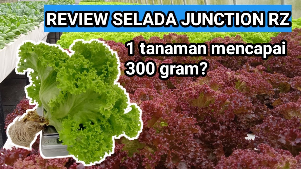 Review SELADA HIDROPONIK menggunakan benih Rz junction - YouTube