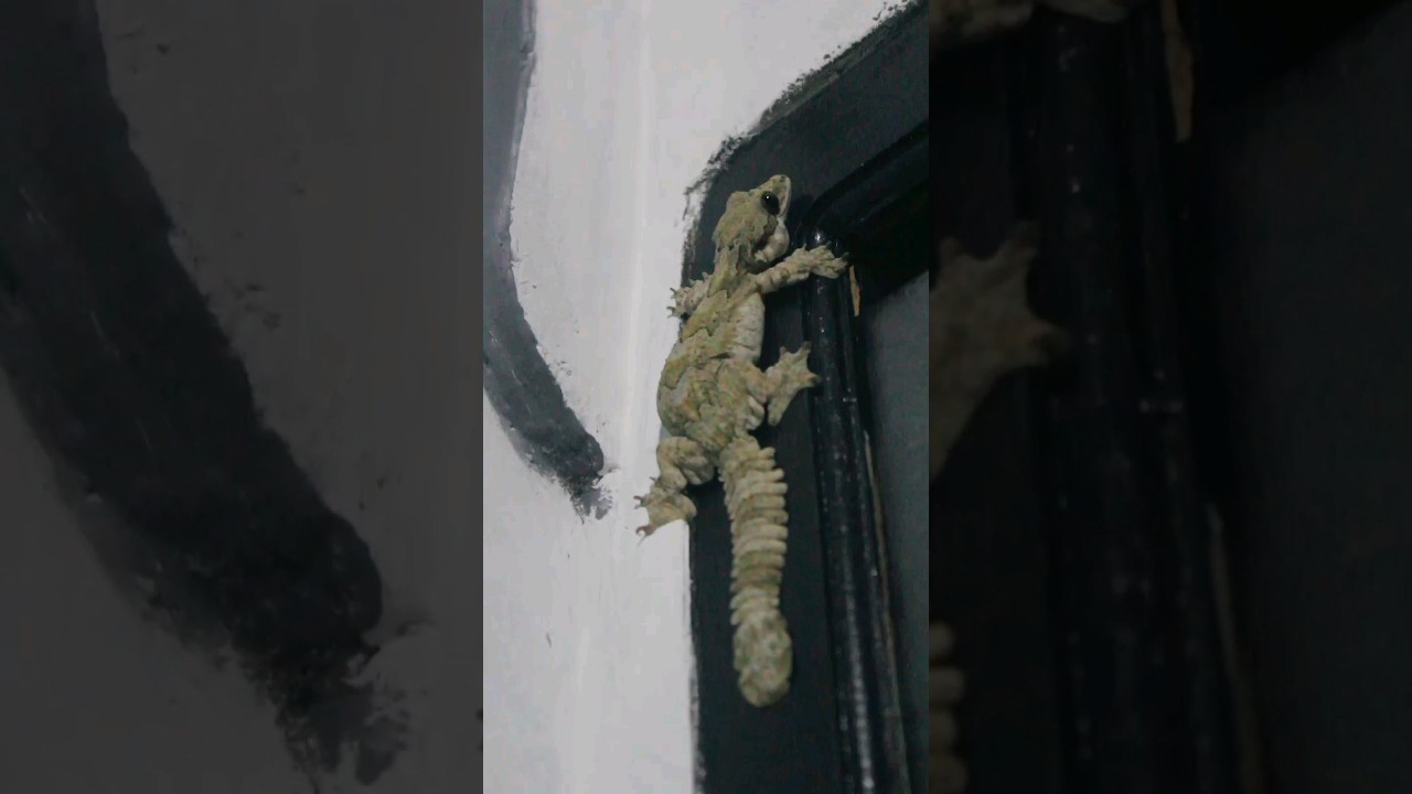 Penemuan Cicak Super Besar - YouTube