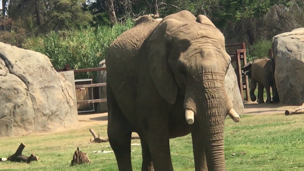 Fresno Chaffee Zoo - California - YouTube