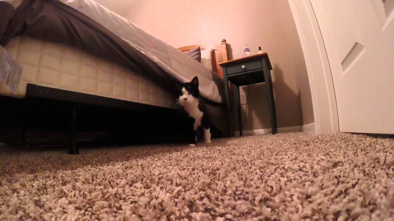 tip toeing cat - YouTube