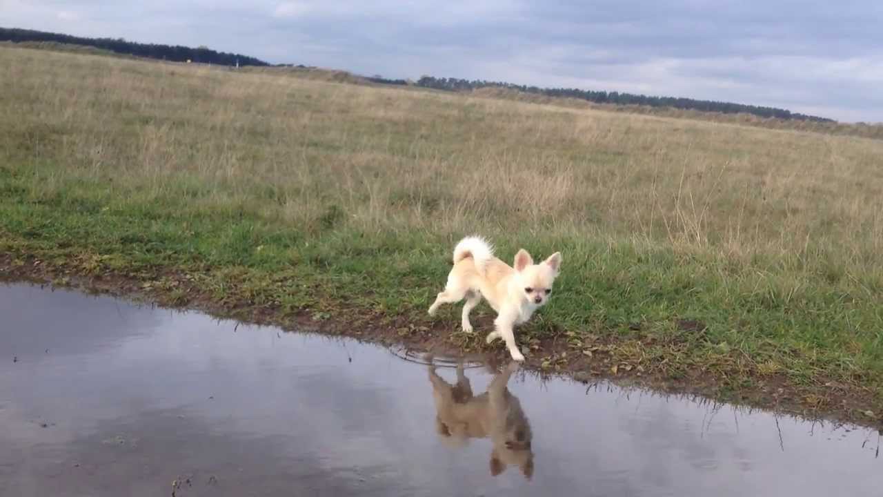 Ducky and Amie suddenly discover the birds in the sky okt 2013 - YouTube