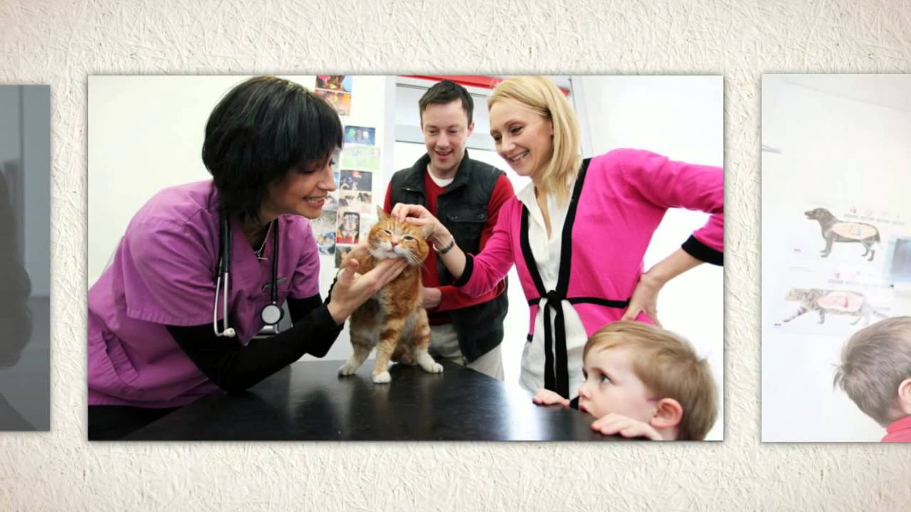 Anicare Veterinary Group - YouTube