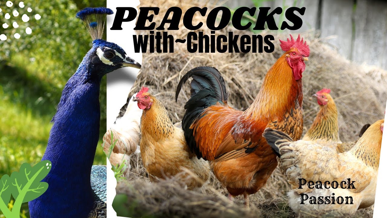How to Safely Keep Peacocks With Chickens Successfully & What Mistakes ...