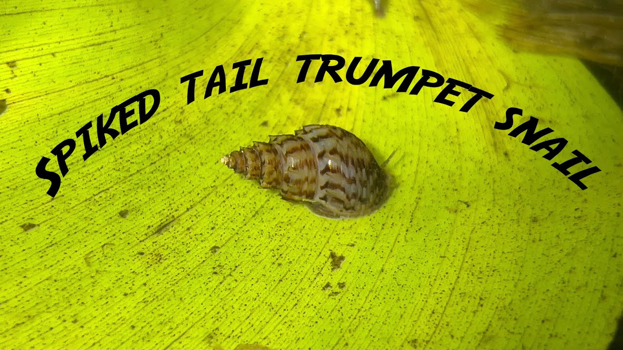 Spike Tailed Trumpet Snail - YouTube