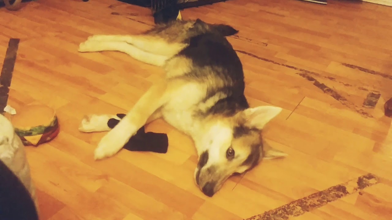 Sadie Loves Mittens - YouTube