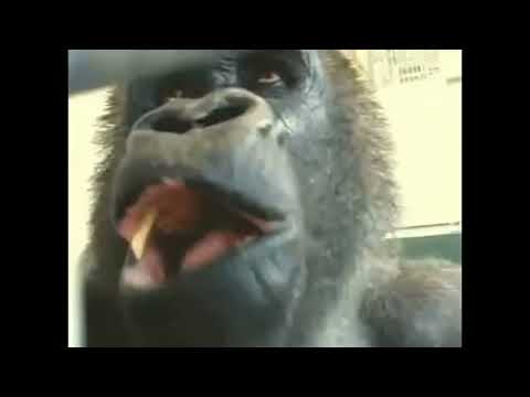 ne bakıyon dayı dayı #dayı