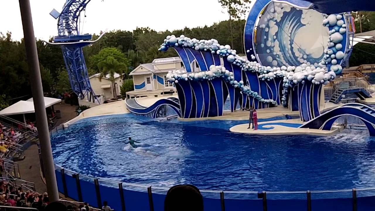 Disney, Dolphins, and Orcas OH MY! - YouTube