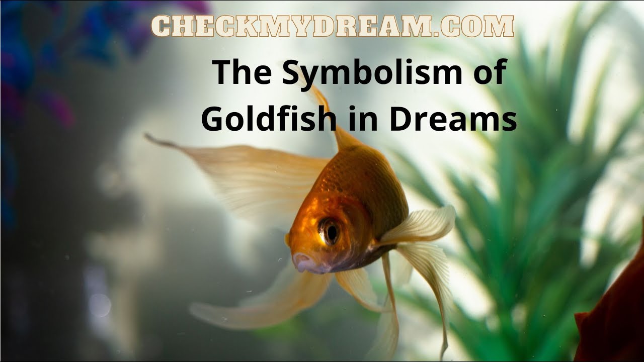 The Symbolism of Goldfish in Dreams - YouTube