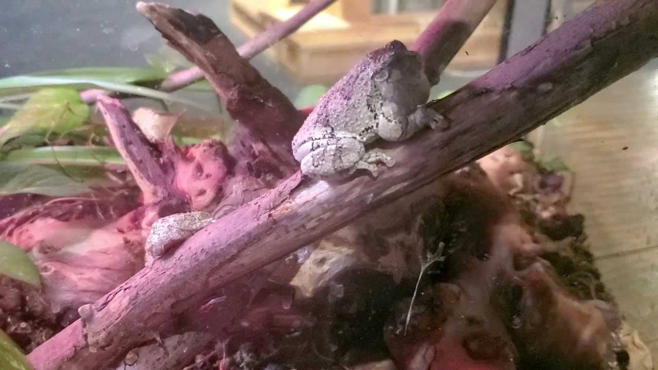 Tree Frog Feeding with Carnegie Science Center - YouTube