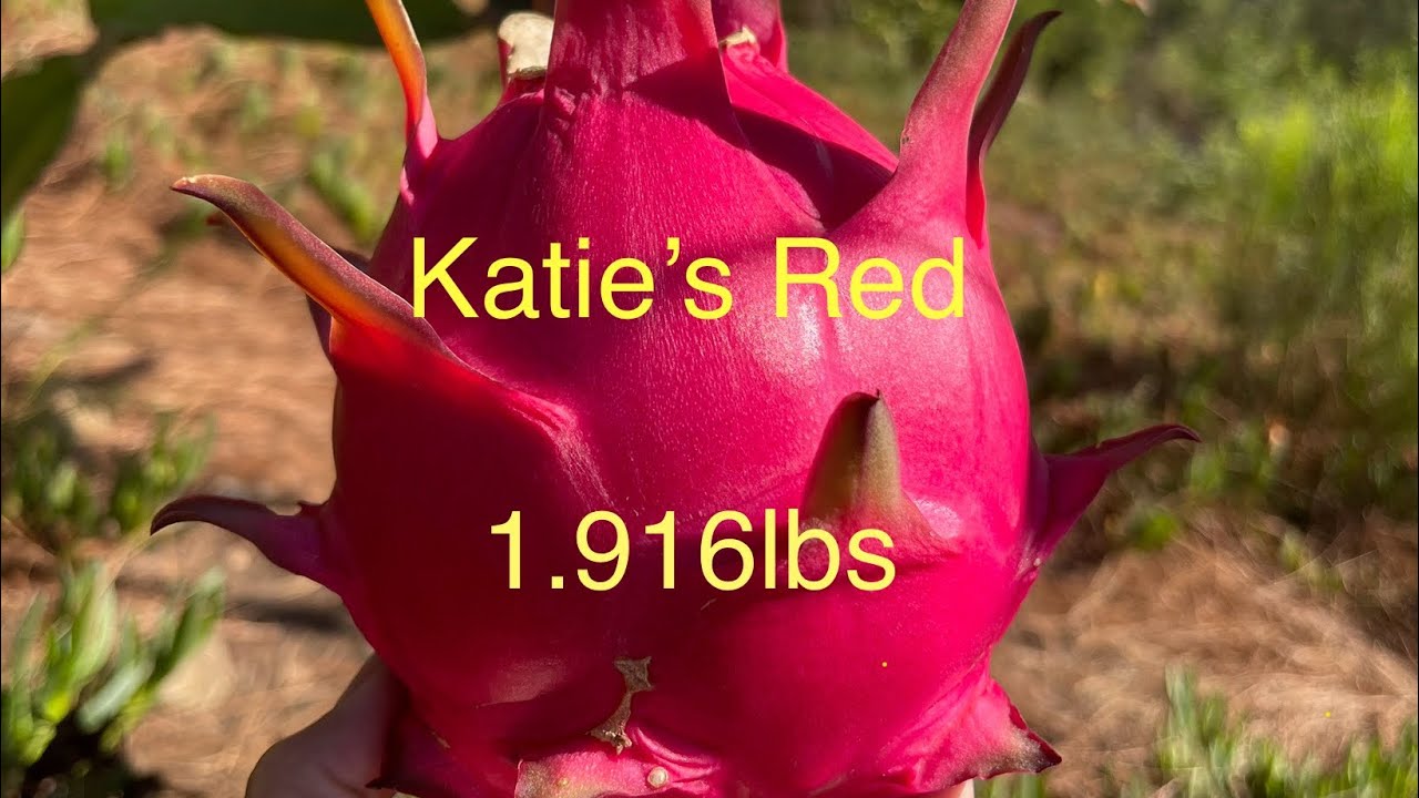 Katie’s Red about 2 lbs fruit . Big fruit! - YouTube
