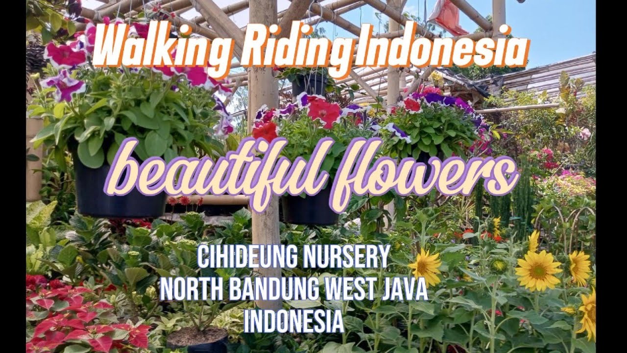 BEAUTIFUL NURSERY PLANTS IN CIHIDEUNG BANDUNG WEST JAVA - YouTube