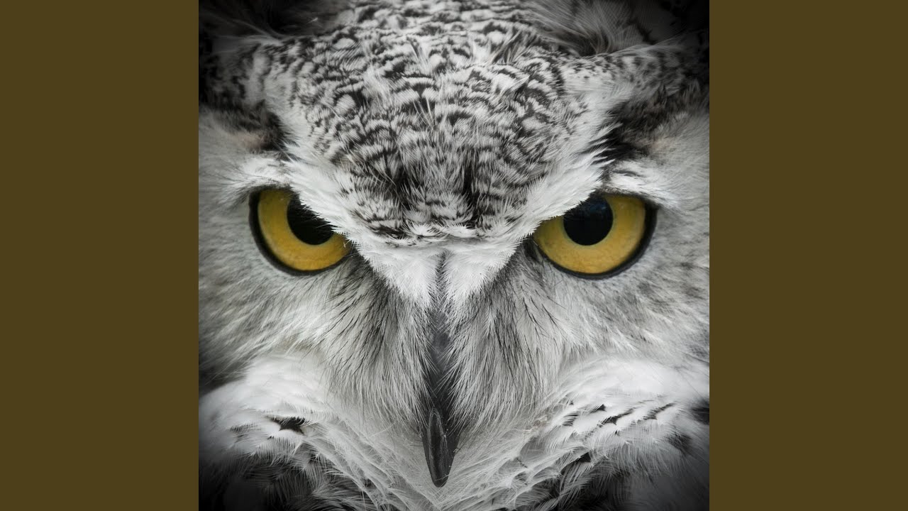 To the Ice God - YouTube