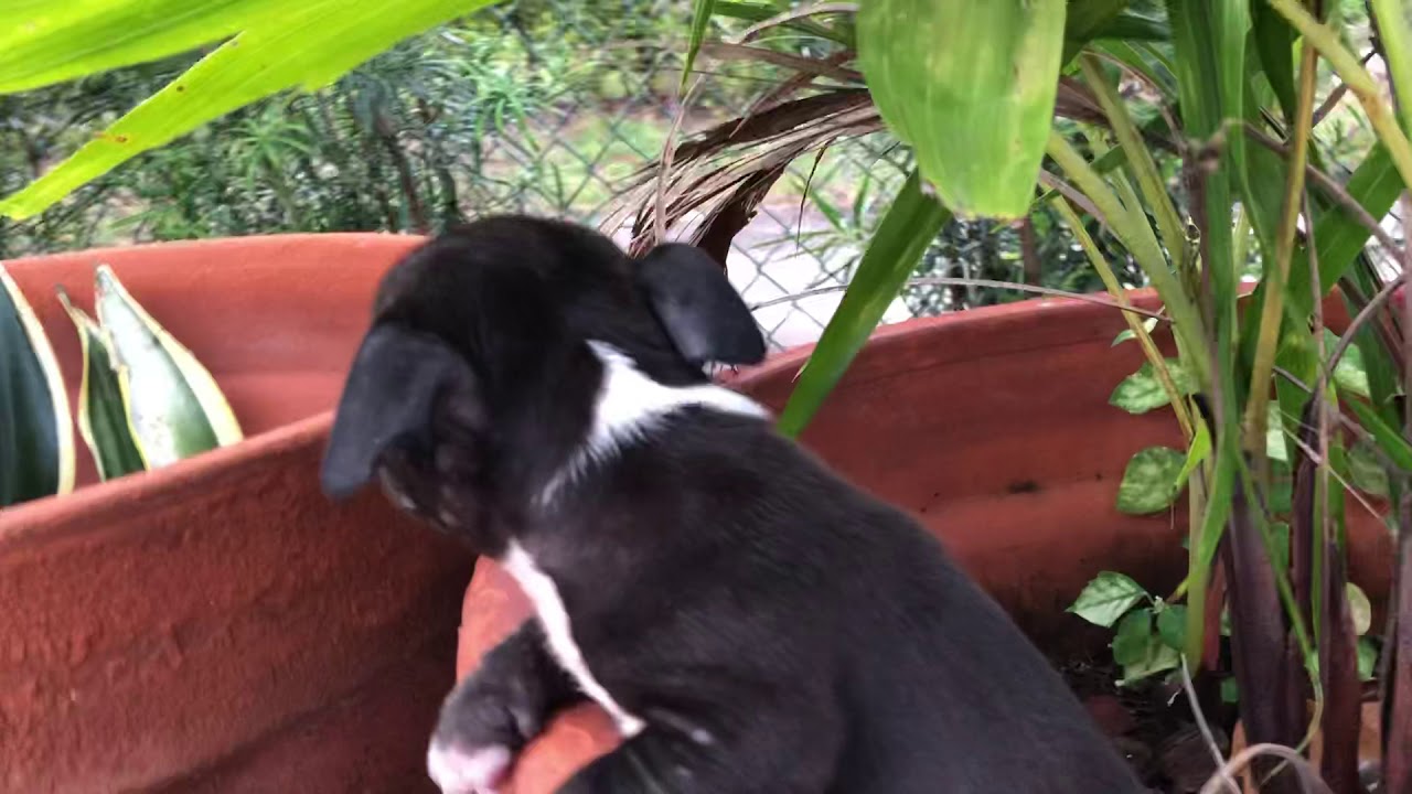 Mini Bella enjoying nature | Staffordshire Bull Terrier Puppy | Staffy ...