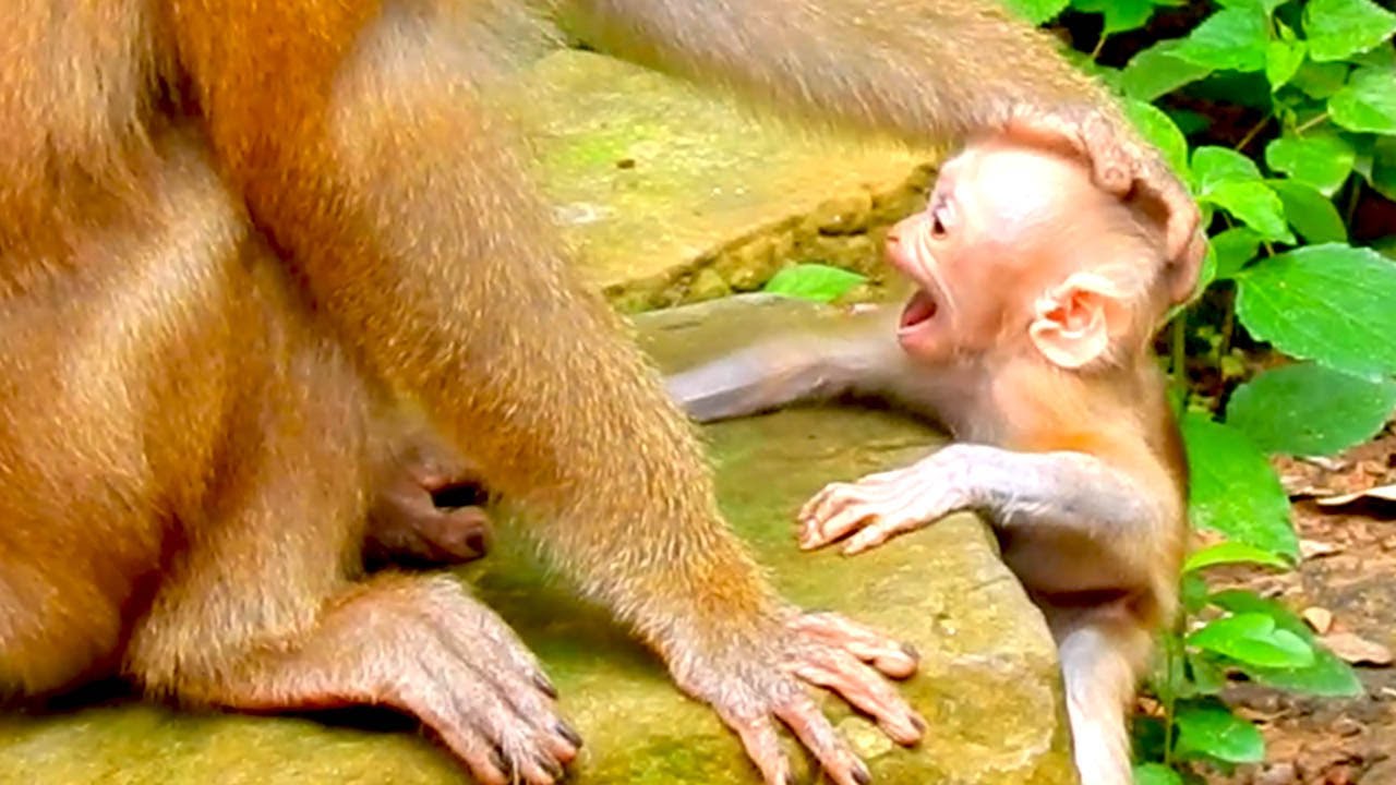 Baby Monkey's Big Emotions: A Tantrum in the Jungle - YouTube