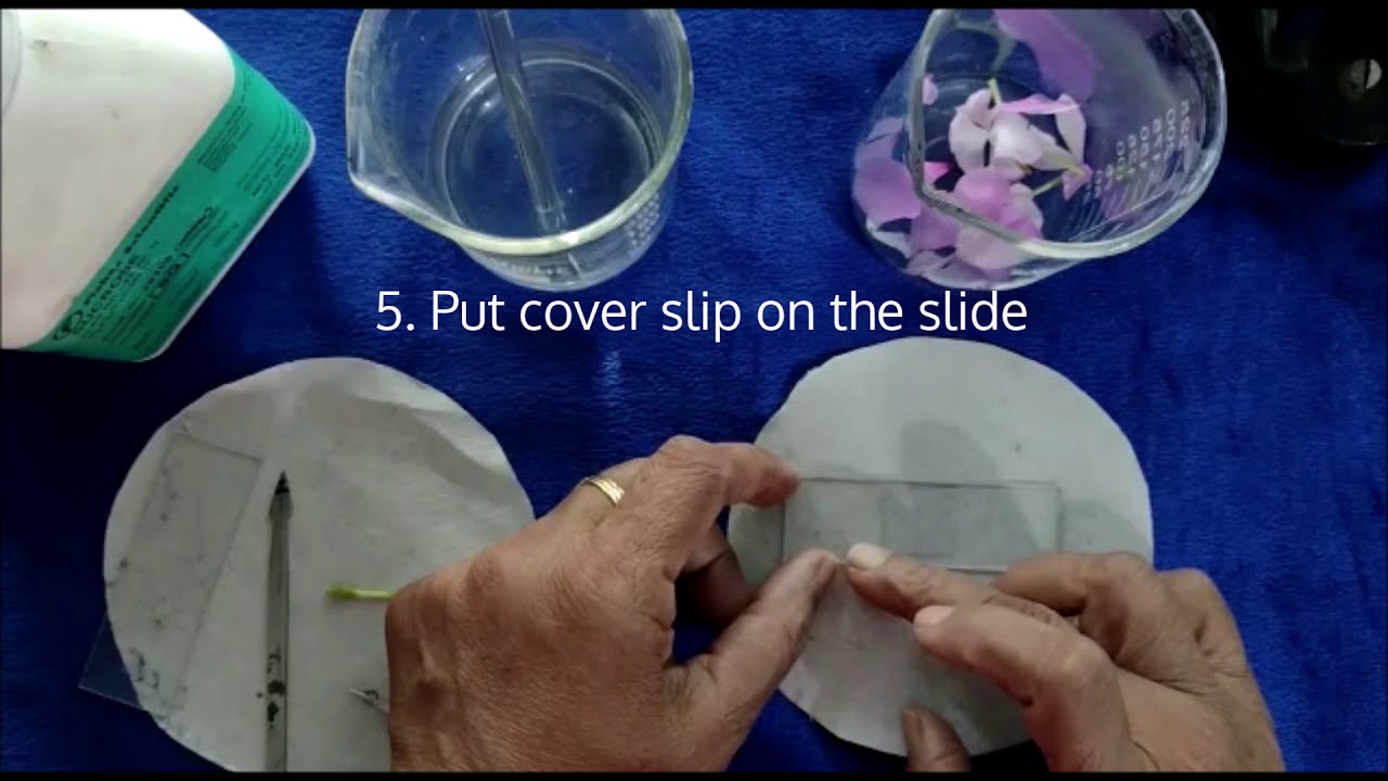 CLASS: XII PRACTICAL @ TO STUDY POLLEN GERMINATION ON A SLIDE. - YouTube